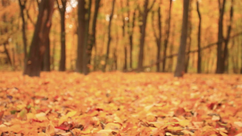 Movement Over Leaves. Autumn. Stabilized Stock Footage Video (100% ...