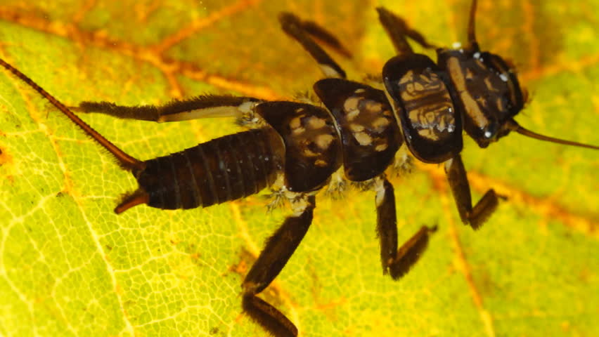Large Black Stone Fly Nymph, Stock Footage Video (100% Royalty-free ...
