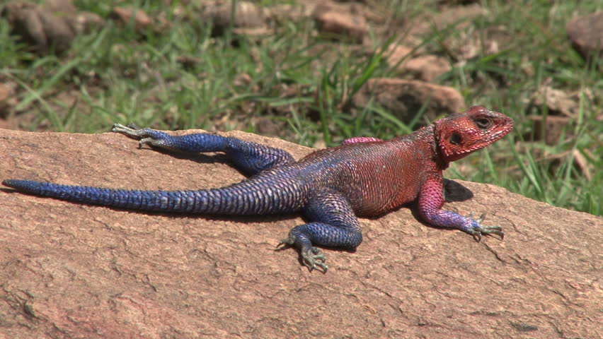 Agama Lizard Resting On a Stock Footage Video (100% Royalty-free ...