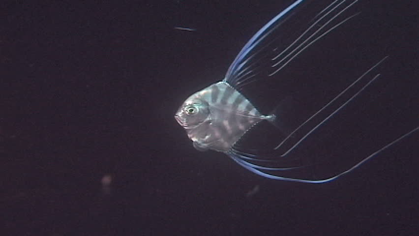 African Pompano Stock Footage Video (100% Royalty-free) 49495 ...