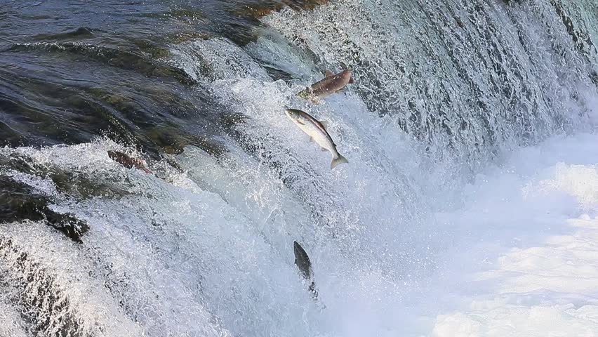 Spawning Salmon Jumping Over Brooks Stock Footage Video (100% Royalty ...