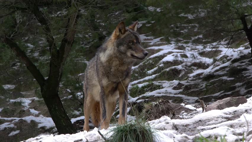 Wolves in the Snowy Forest Stock Footage Video (100% Royalty-free ...