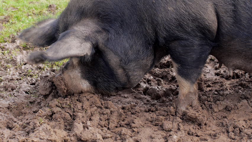 Pig Rooting Around in Mud Stock Footage Video (100% Royalty-free ...