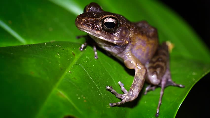 Stock video of whitehead's torrent frog (meristogenys whiteheadi ...