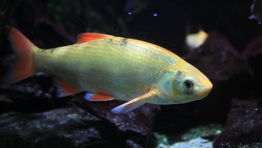 Common Roach Swimming in Aquarium Stock Footage Video (100% Royalty ...