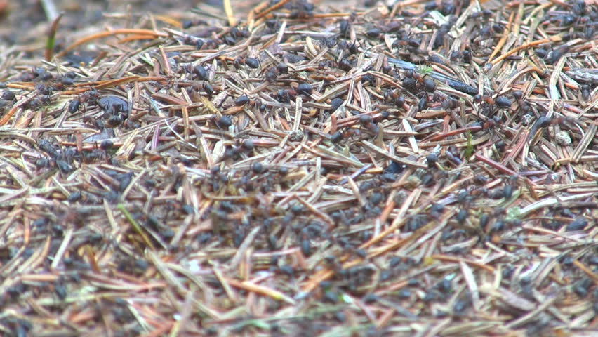 Ants Building a Nest Stock Footage Video (100% Royalty-free) 521515 ...