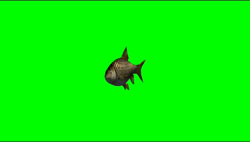 Fish Swim Animal Green Screen Stock Footage Video (100% Royalty-free ...
