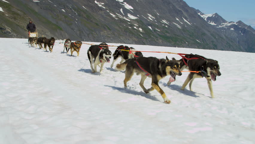 Alaskan Malamute Dogs Used For High Endurance, USA - View Of Handler ...