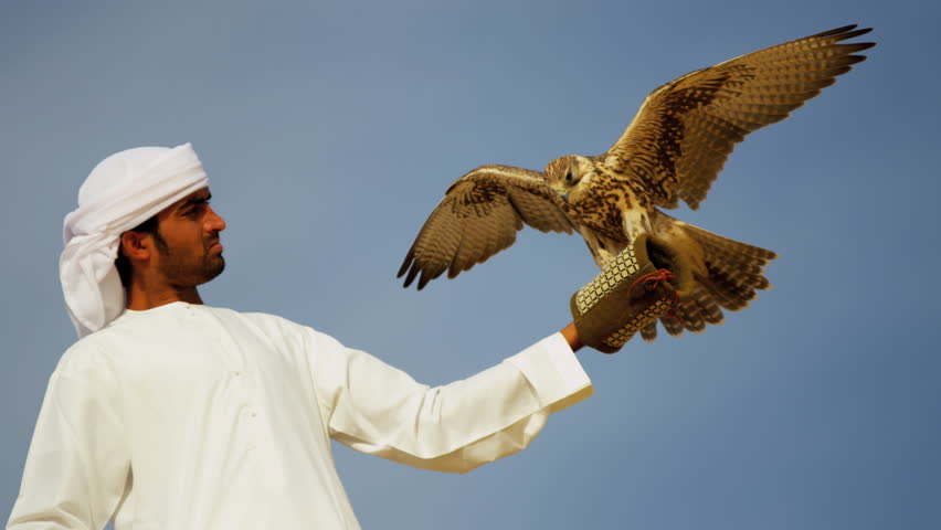 Close Up Arab Male Traditional White Headdress With Trained Falcon On ...