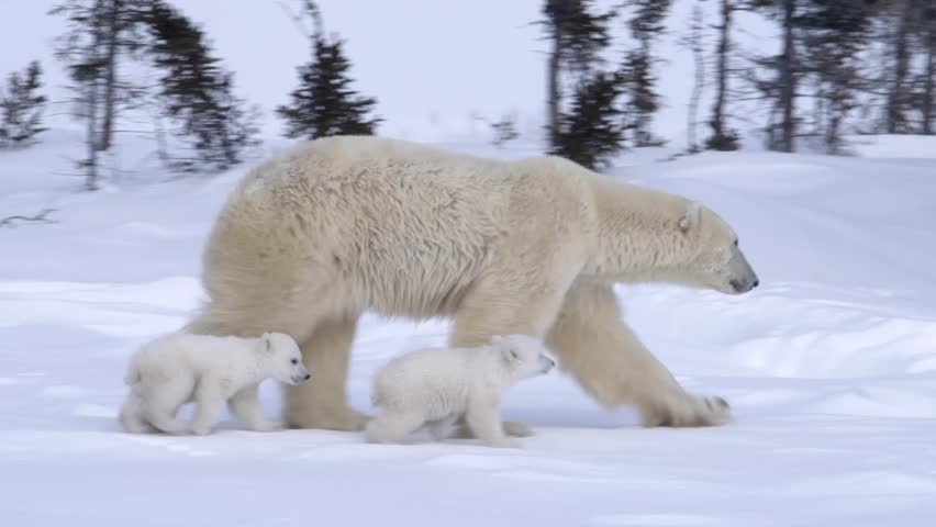 Polar Bears on the Ice image - Free stock photo - Public Domain photo ...
