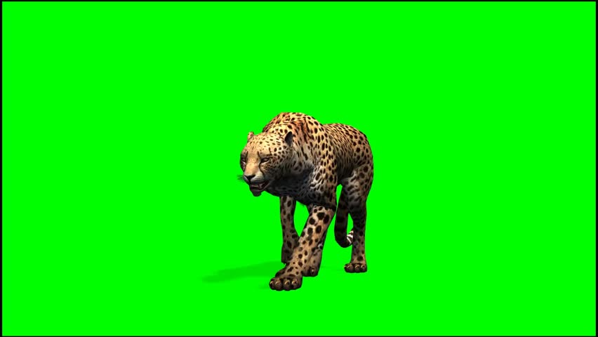 Cheetah Animal Walk Animal Green Screen Video Footage Stock Footage ...