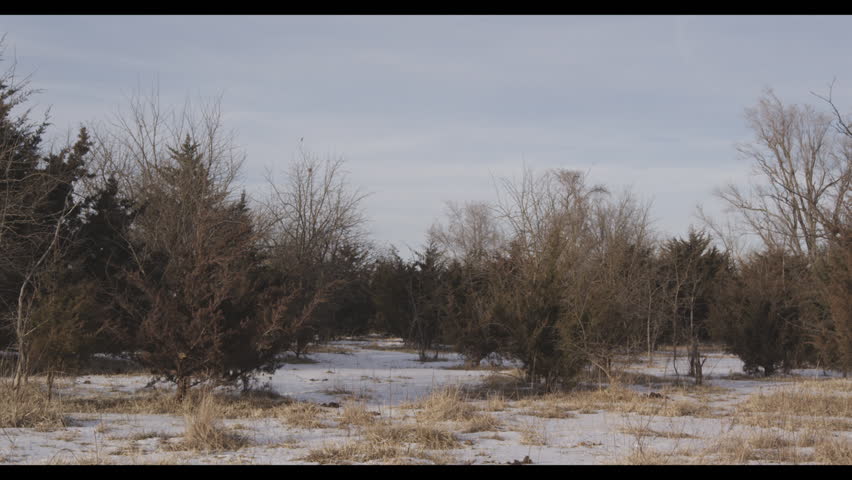 Field of Cedar Trees After Stock Footage Video (100% Royalty-free ...