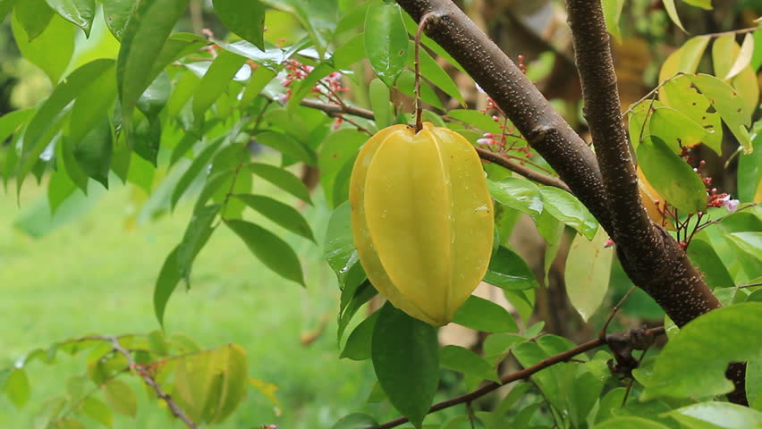 Starfruit, Carambola Stock Footage Video (100% Royalty-free) 5517275 ...
