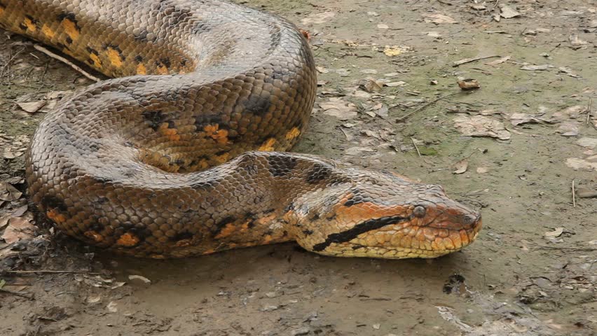 Video Footage Of A Big Anaconda In The Amazon Basin In South America In ...