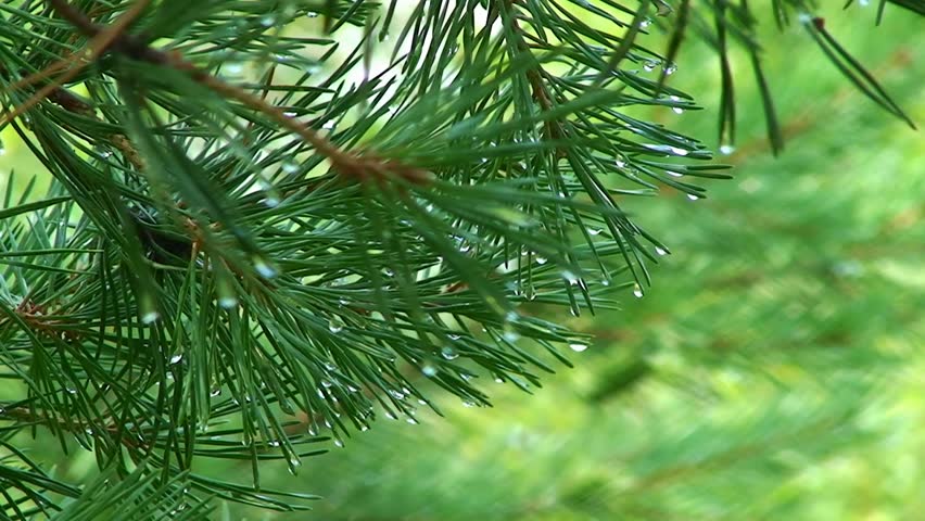 Dew Drops On Pine Tree Stock Footage Video (100% Royalty-free) 5645675 ...