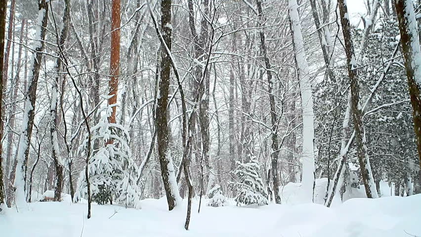 Snowy forest landscape with snow falling image - Free stock photo ...