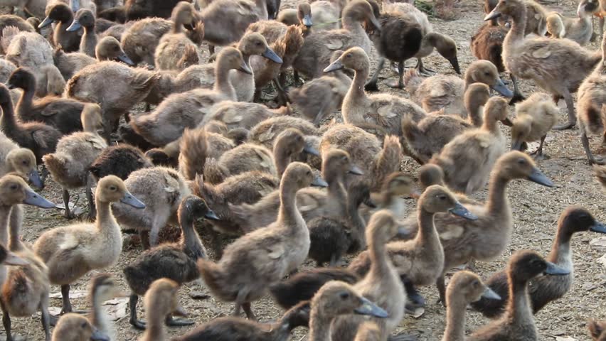 Ducks are Birds Living Both Stock Footage Video (100% Royalty-free ...