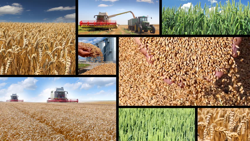 Production Of Wheat, Collage. Green Wheat, Combine Harvesting, Wheat ...