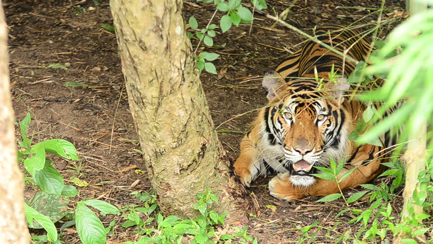 Tiger Screaming Shot In Forest Varastovideo 6739180 | Shutterstock