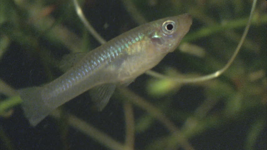 Golden Barb Or Golden Dwarf Barb In Aquarium. The Golden Barb Or Golden ...