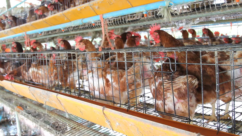 Chicken Farm, Hen Egg. Stock Footage Video (100% Royalty-free) 5793155 ...