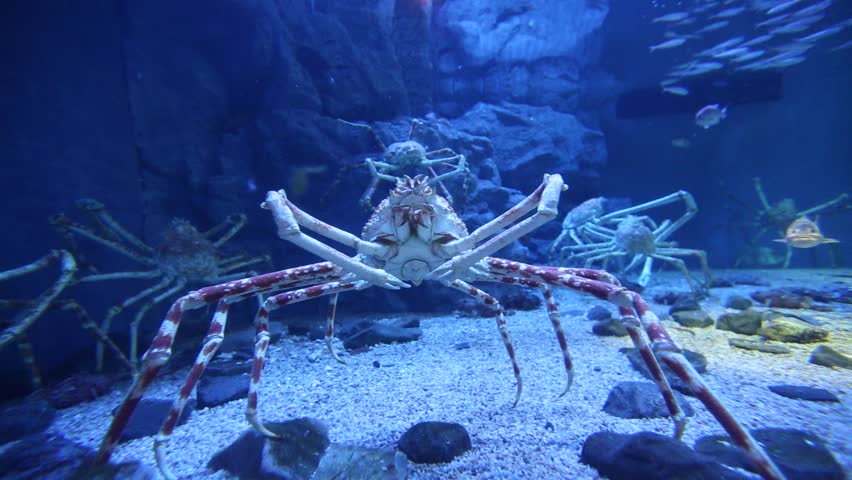 Biggest Giant Japanese Spider Crab