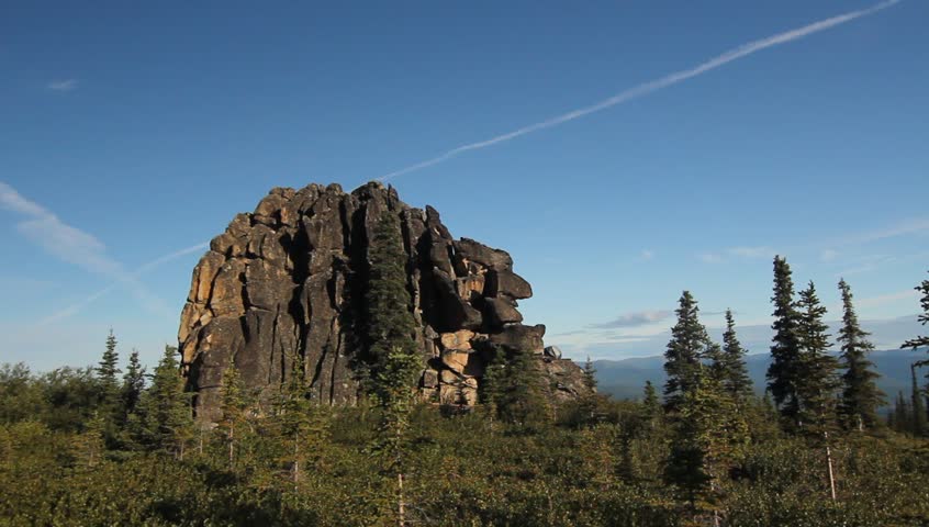 Alaska Forrest Pine Tree. Single Stock Footage Video (100% Royalty-free ...