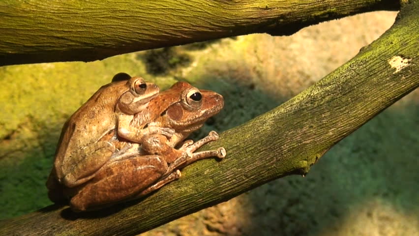 Transport of Two Tropical Frogs Stock Footage Video (100% Royalty-free ...