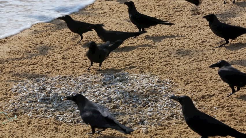 Flock of Crows Warily Feeding Stock Footage Video (100% Royalty-free ...