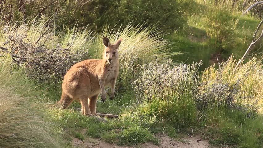 Stock Video Clip of Kangaroo Wallaby - Australian Wildlife. The ...