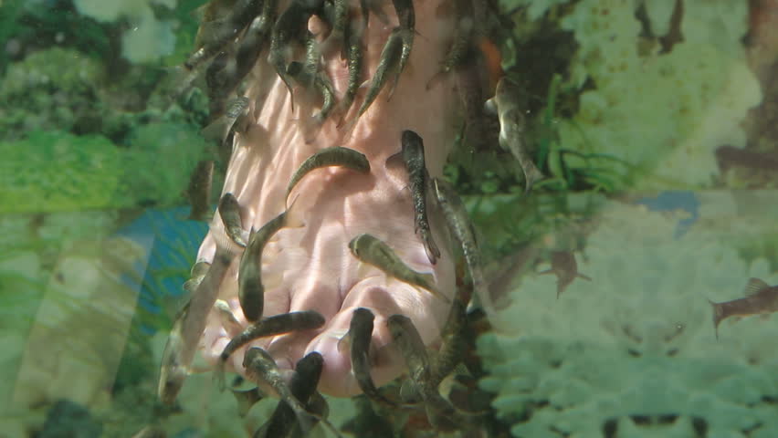 Peeling By Fish - Exotic Stock Footage Video (100% Royalty-free ...