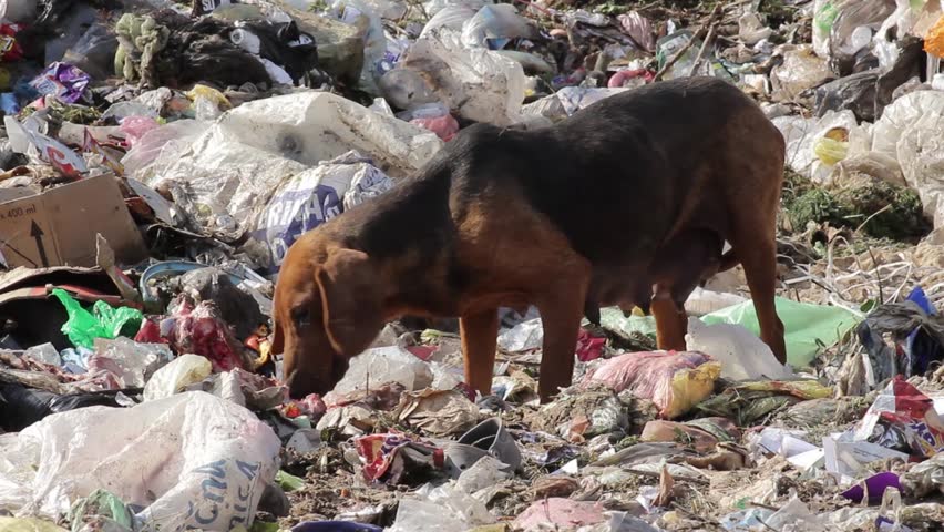 2335 Dog Eating On Waste.landfill : Stockvideos & Filmmaterial (100 % ...