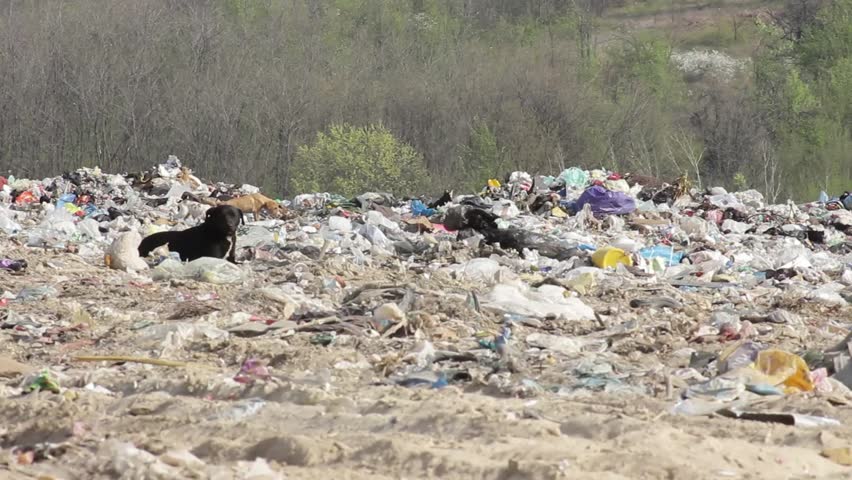22/35 Dog Searching Food On Waste. Landfill Cause Environmental ...