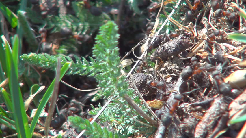 Ants Working Gathering Food for Stock Footage Video (100% Royalty-free ...