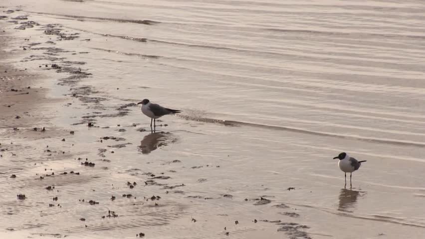 Closeup Of A Puffy Bird With Skinny Stick Legs Running Across The Sandy ...