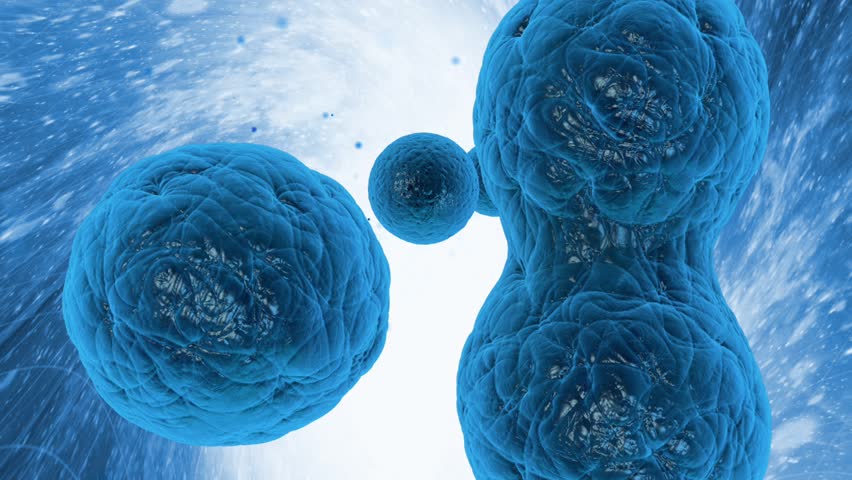 Prokaryotic Cell Stock Footage Video | Shutterstock