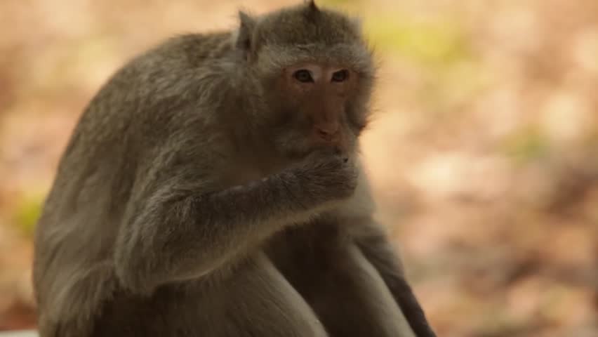 Vervet Monkey Sneezed Stock Footage Video (100% Royalty-free) 6364205 ...