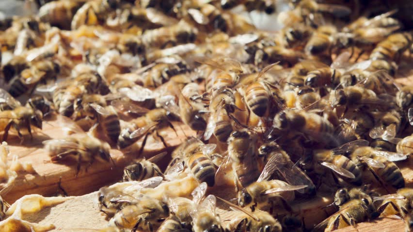 Many Bees in the Summer Stock Footage Video (100% Royalty-free) 6452975 ...