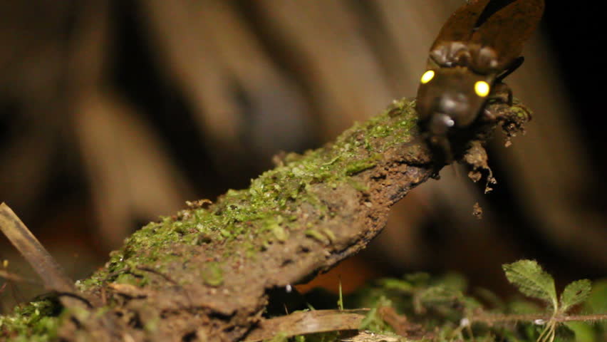 Bioluminescent Click Beetle (Pyrophorus Sp.). Filmed In The Dark. In ...