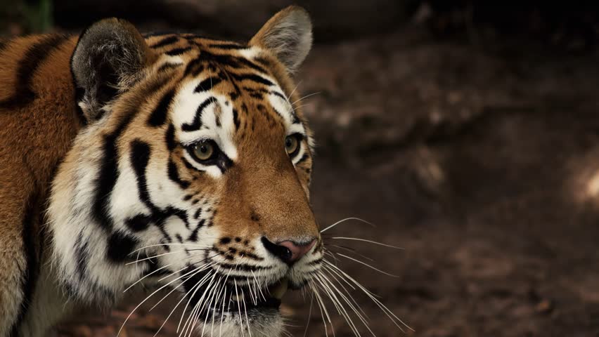 Safari Stock Footage Video | Shutterstock