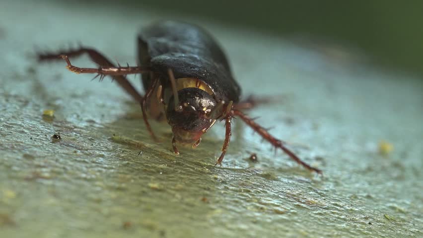 Cockroach Insect in Kitchen Macro Stock Footage Video (100% Royalty ...