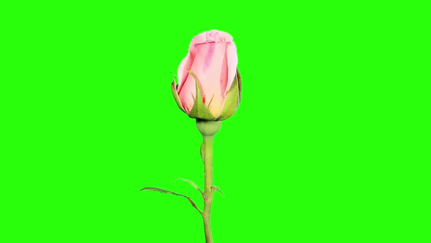 Blooming Pink Roses Flower Buds Green Screen, FULL HD. (Rose Pink ...