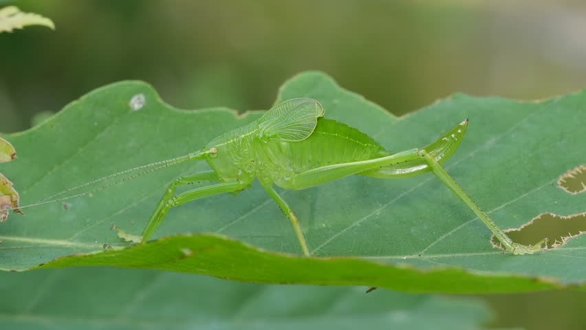A Female Common True Katydid Stock Footage Video (100% Royalty-free ...