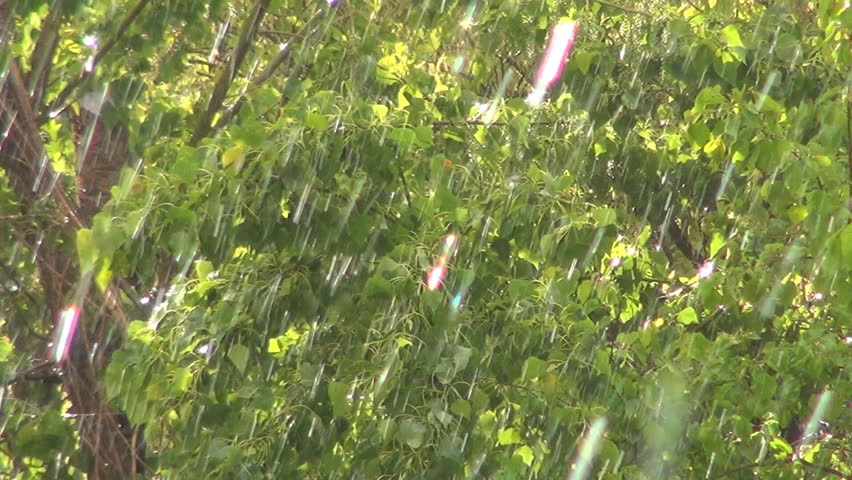 Rain and Sun in Forest, Stock Footage Video (100% Royalty-free) 7041235 ...