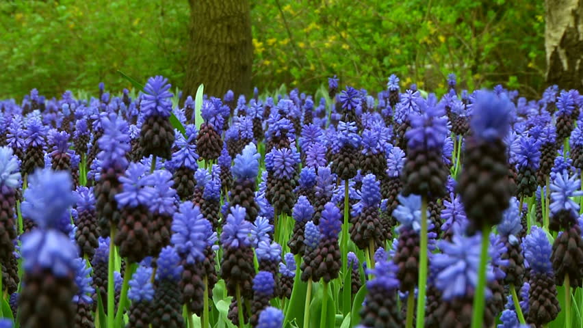 Stock video of field of grape hyacinths in the | 7047085 | Shutterstock