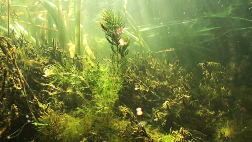 River Interior - Underwater Gardens Of Aquatic Vegetation. Detail ...