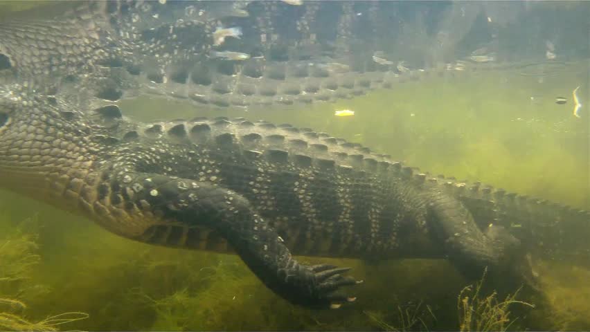 An Amazing Shot Of An Alligator Swimming Underwater. Stockvideos ...