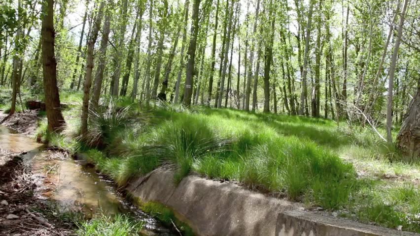 Several Fallen Trees Found On Forest. The Fallen Trees Are Tall And ...