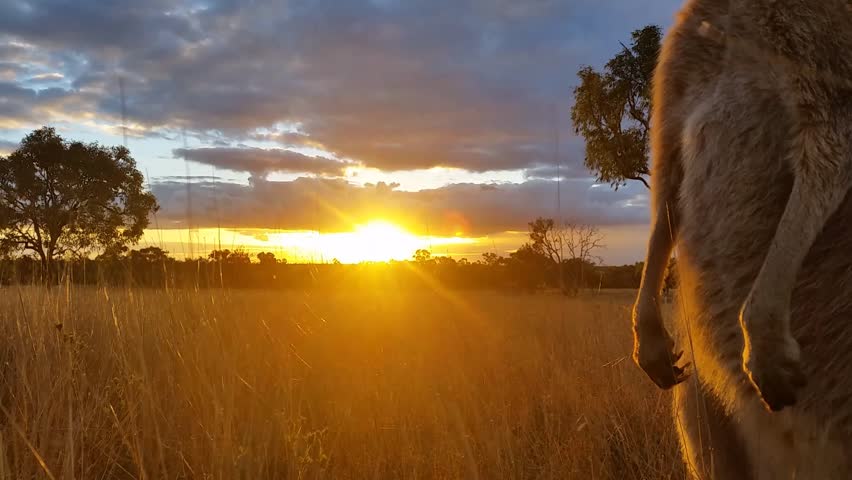 Kangaroo Sunset Australia Landscape Video de stock (totalmente libre de ...