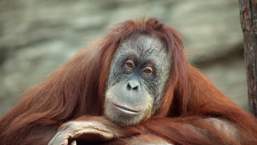 Orangutan image - Free stock photo - Public Domain photo - CC0 Images